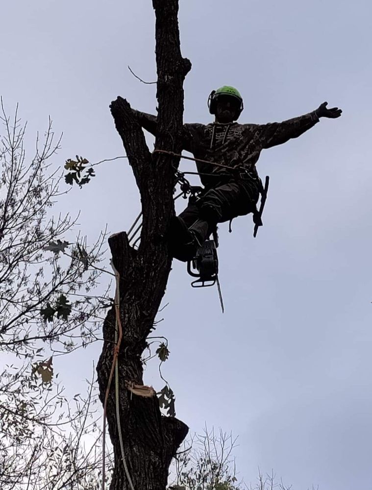 OUR FAMILY TREE SERVICE - Updated January 2026 - Request a Quote ...