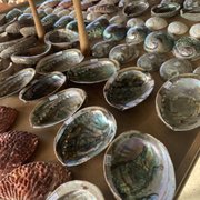 THE SHELL SHOP - 160 Photos & 115 Reviews - 590 Embarcadero, Morro Bay ...