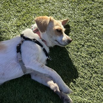 THE BOOZY MUTT - Updated June 2025 - 89 Photos & 25 Reviews - 2639 ...