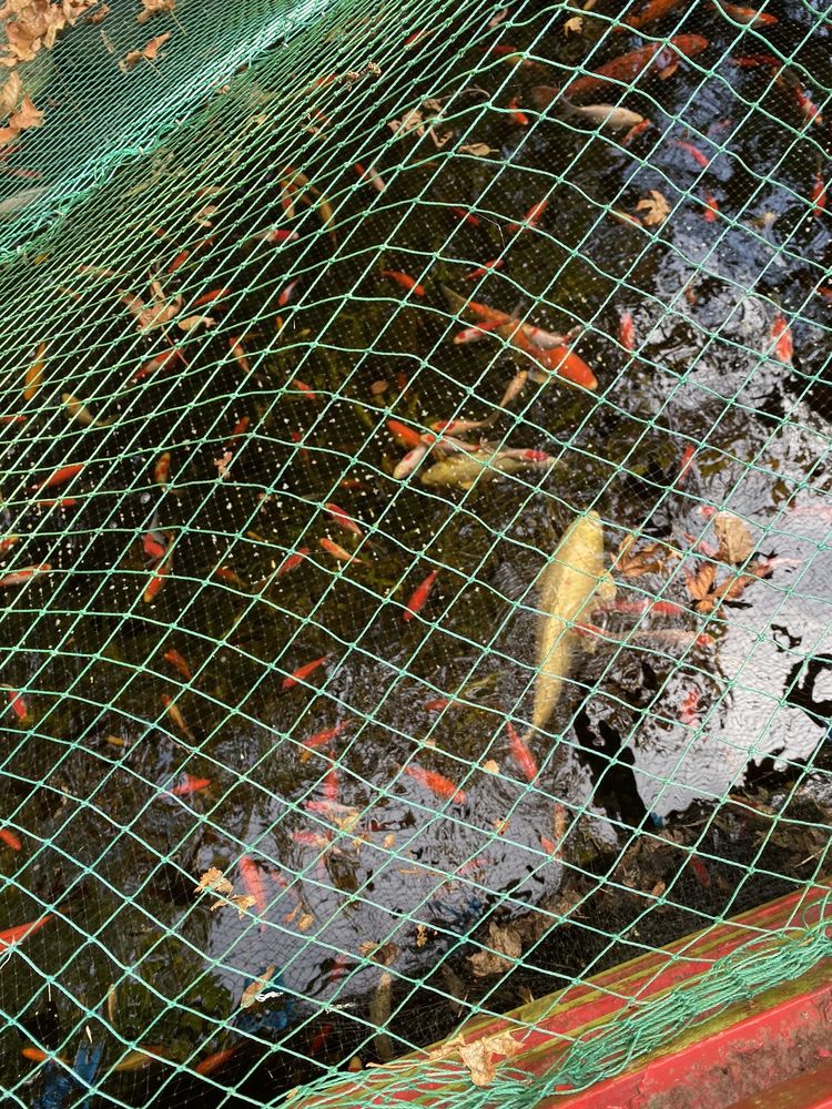 KSITIGARBHA TEMPLE CHUA DIA TANG - 186 Photos - 1705 Filbert Rd ...