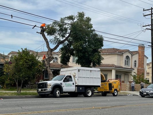 RAMIREZ TREE SERVICE - Updated November 2024 - 60 Photos & 17 Reviews - Ontario, California ...