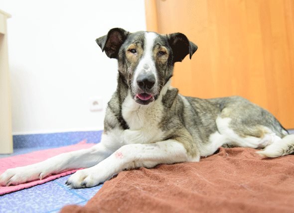 SOUTH COUNTY ANIMAL HOSPITAL - Updated December 2025 - 12310 S Hwy 96 ...