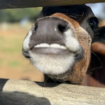 LAZY 5 RANCH - Updated August 2025 - 862 Photos & 297 Reviews - 15100 ...