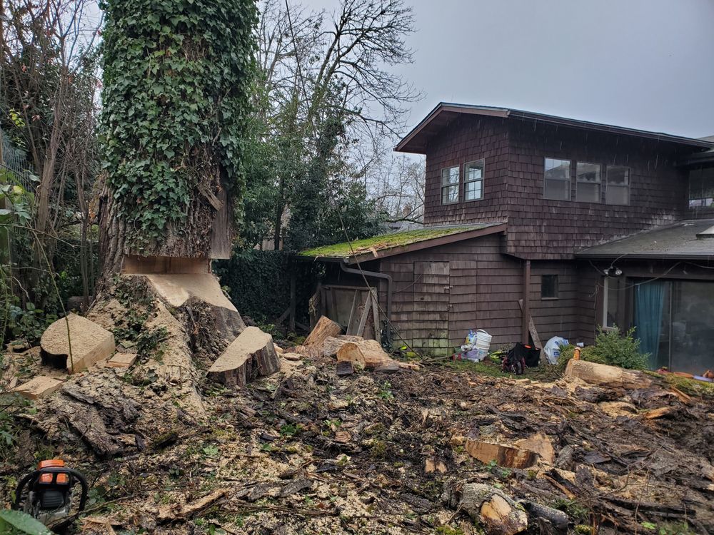 THE TREE GUYS - Updated July 2025 - 14 Photos - 971 W L St, Springfield ...