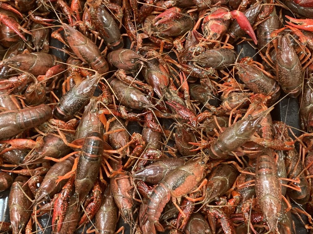 88 RANCH MARKET - Updated June 2025 - 378 Photos & 123 Reviews - 4131 ...