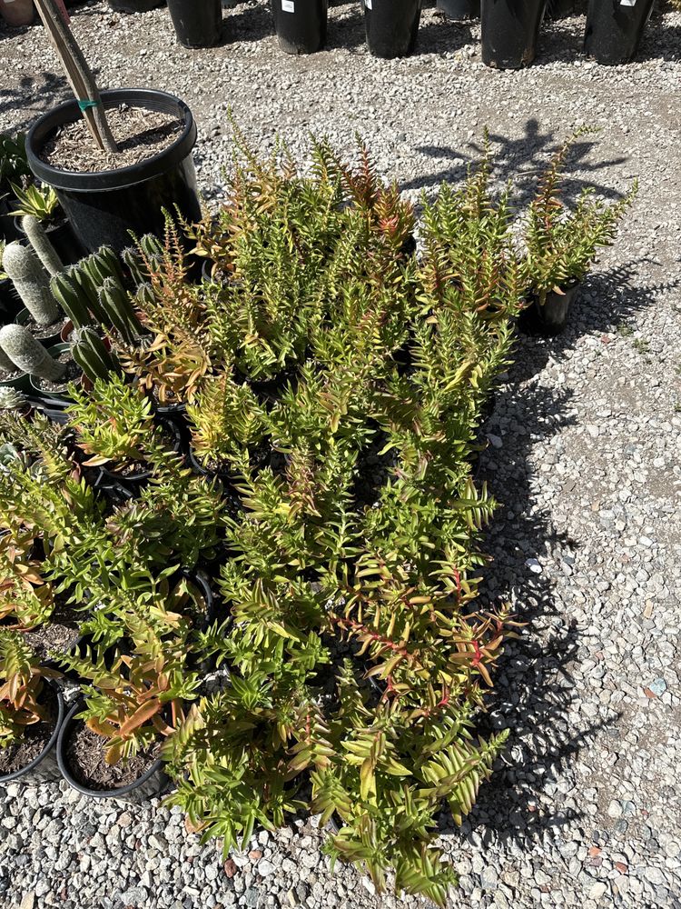 MARIA’S GARDEN CENTER - Updated December 2025 - 320 Photos & 58 Reviews ...