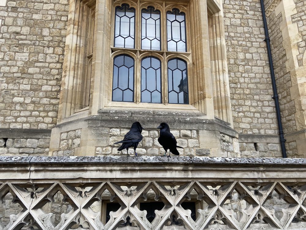 THE RAVENS OF THE TOWER OF LONDON - Updated July 2025 - 13 Photos - The ...