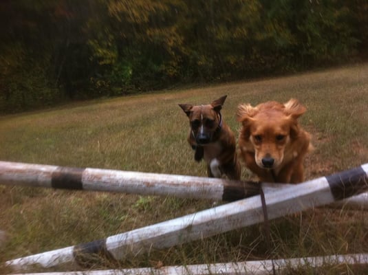 JABULA DOG ACADEMY - Updated October 2025 - 13 Photos & 28 Reviews - 32 ...