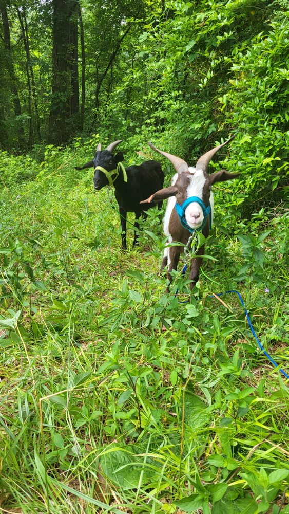 CALHOUN STOCKYARD - Updated October 2025 - 2270 Rome Rd SW, Calhoun ...