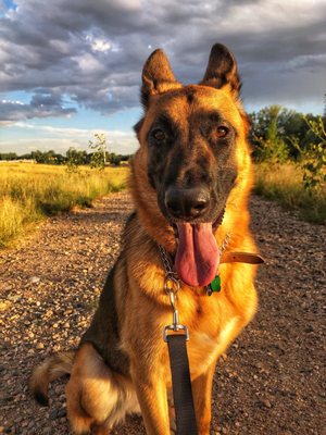 K9 DENVER - 24 Photos - Pet Training - 6920 Huron St, Denver, CO - Phone Number - Yelp