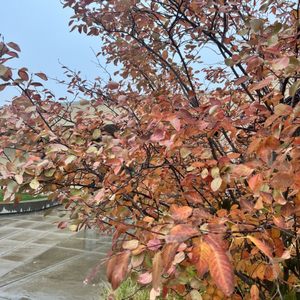 HENNEPIN COUNTY LIBRARY - ST. LOUIS PARK LIBRARY - Updated January 2026 ...