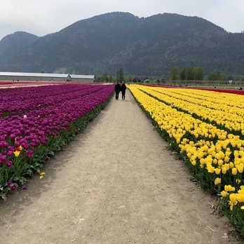 HARRISON TULIP FESTIVAL BY ONOS FARMS - Updated November 2025 - 12 ...
