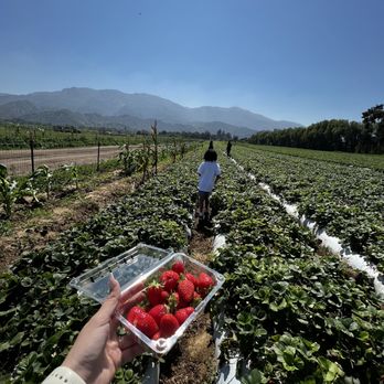 PRANCERS FARM - Updated September 2024 - 139 Photos & 37 Reviews ...