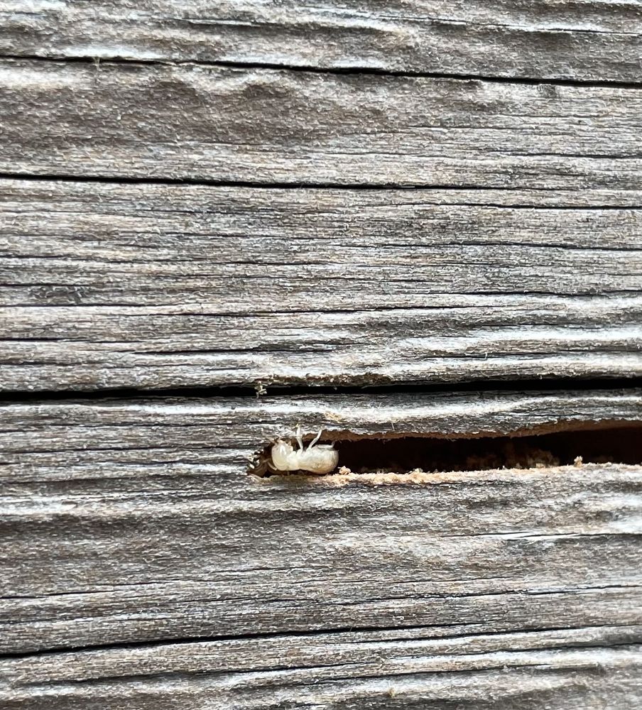 MONTEREY VISTA TERMITE CONTROL - Updated December 2025 - 14 Reviews ...