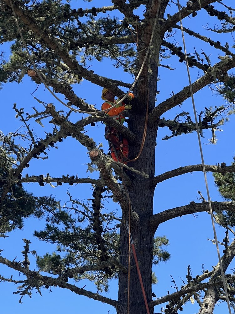 GREEN LIFE TREE SERVICE - Updated August 2025 - 42 Photos - Seaside ...