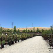 DEVIL MOUNTAIN WHOLESALE NURSERY - SAN RAMON - 58 Photos & 52 Reviews ...