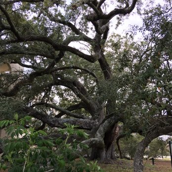 FRIENDSHIP OAK AT THE UNIVERSITY OF SOUTHERN MISSISSIPPI - Updated ...