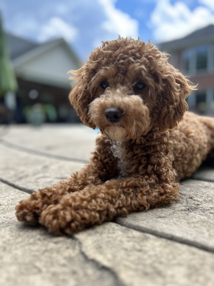 POSH PUPPIES INDIANA - Updated January 2026 - 36 Photos & 24 Reviews ...