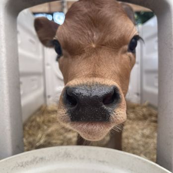 KLEIN FARMS DAIRY & CREAMERY - Updated October 2025 - 163 Photos & 111 ...