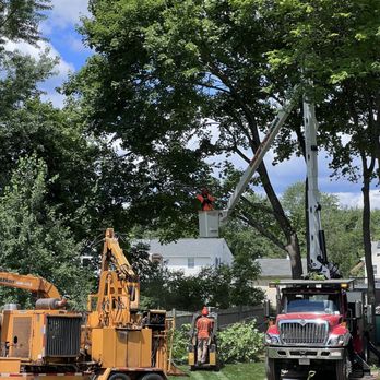 MAYER TREE SERVICES - Updated January 2026 - 30 Photos & 38 Reviews - 9 ...