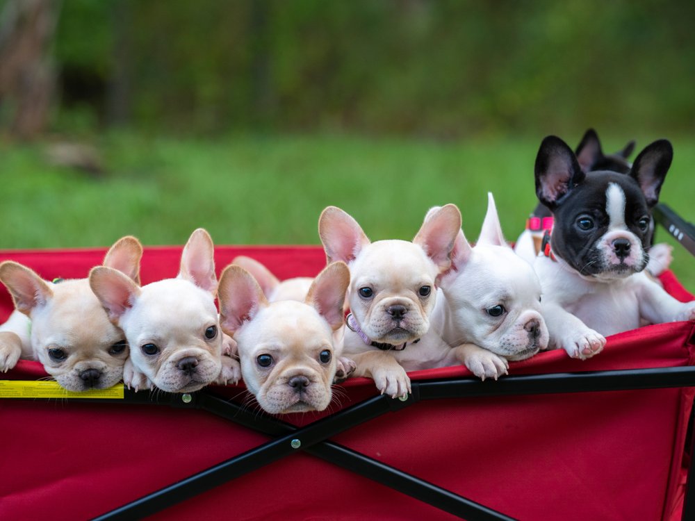 PRISTINE FRENCHIES - Request Information - Naples, Florida - Pet ...