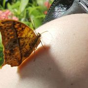 THE SMITHSONIAN BUTTERFLY HABITAT GARDEN - 53 Photos & 13 Reviews ...