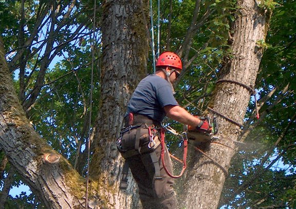 KINGS TREES - Updated March 2025 - 18 Photos & 36 Reviews - 31736 NE ...