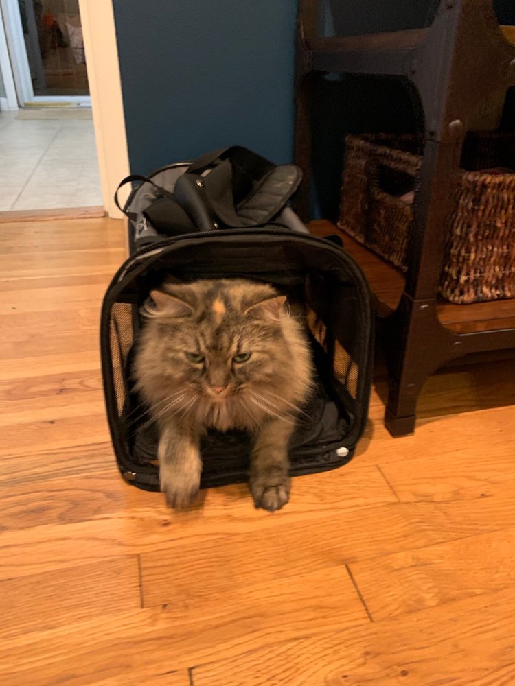 PRETTY PETS - Updated May 2026 - 56 Photos & 74 Reviews - 8369 Richmond ...