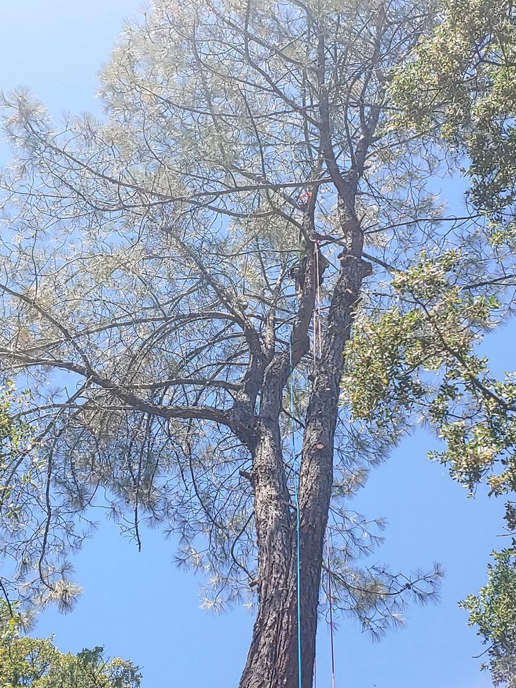 WILLIAMS TREE - Updated May 2024 - Request a Quote - Foresthill ...