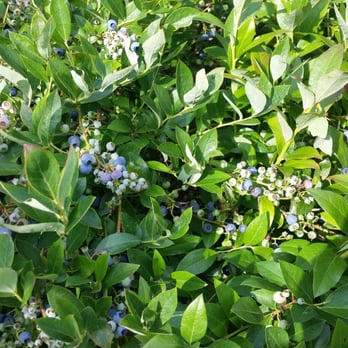 MERCER SLOUGH BLUEBERRY FARM - Updated December 2025 - 25 Photos & 12 ...