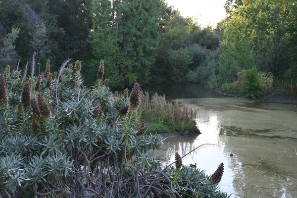 TULE PONDS AT TYSON LAGOON WETLAND CENTER - Updated October 2025 - 29 ...