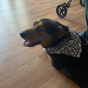 HYDRODOG BERT - 34 Photos & 10 Reviews - Redmond, Washington - Pet ...