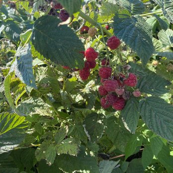 HEIDER’S BERRY FARM - Updated December 2025 - 38 Photos & 17 Reviews ...