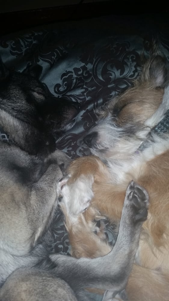 ALDEN ANIMAL HOSPITAL - Updated November 2025 - 17 Reviews - 11076 ...