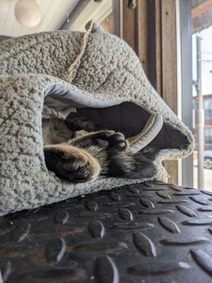 THE TIPSY TABBY - Updated September 2024 - 17 Photos & 17 Reviews - 90 ...