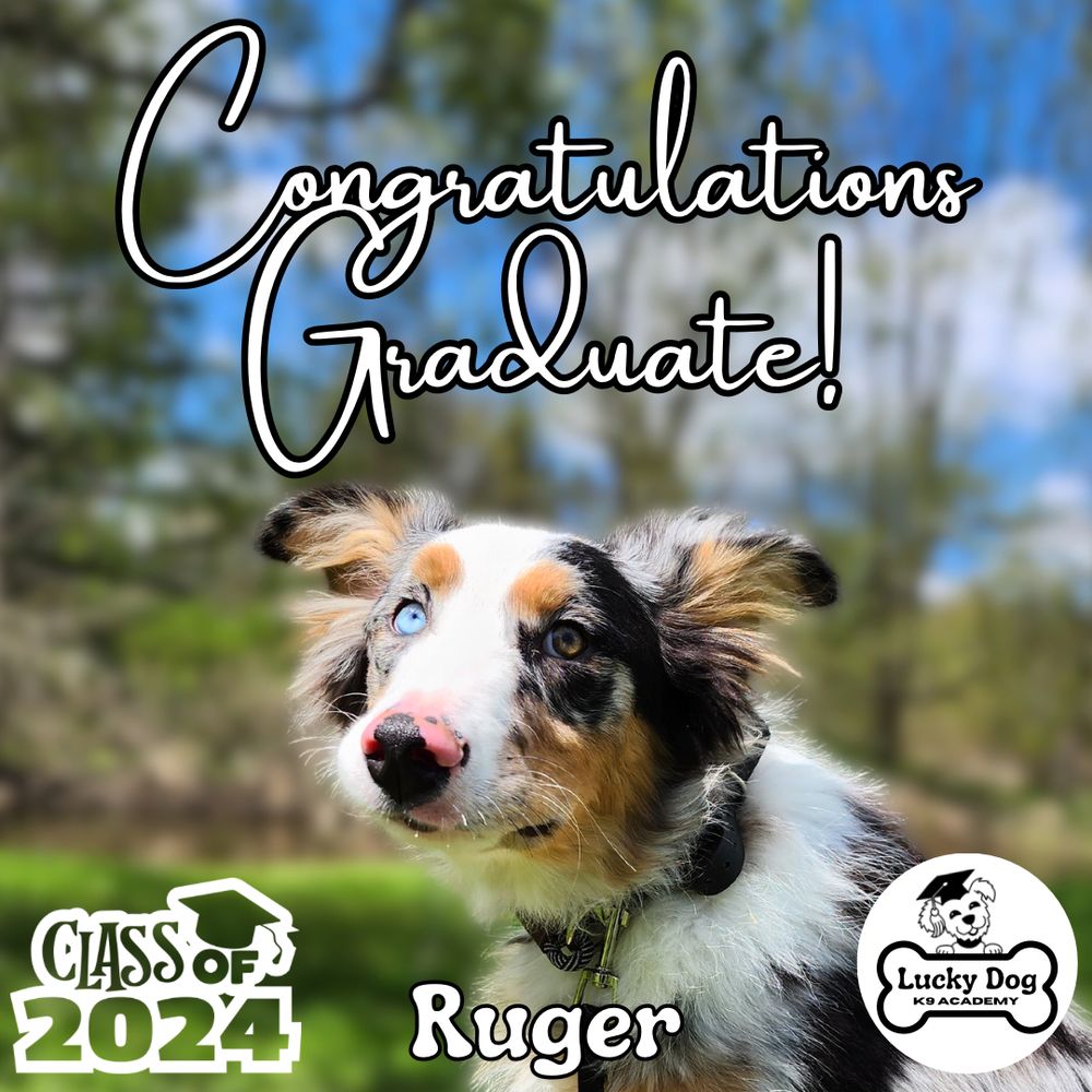 LUCKY DOG K9 ACADEMY - Updated February 2026 - 174 Photos - 3640 Apache St NW, Uniontown, Ohio ...