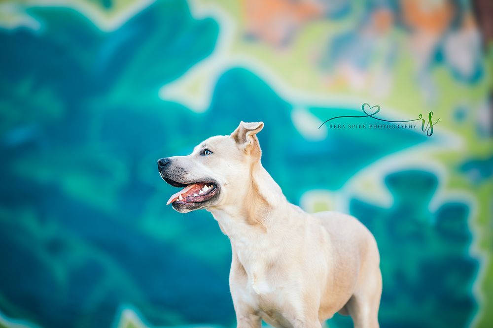 REBA SPIKE PHOTOGRAPHY - Updated May 2024 - 27 Photos - Roxboro, North ...