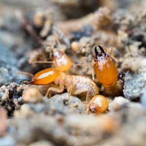 A PERMATREAT PEST & TERMITE CONTROL - Updated October 2025 - 10 Photos ...