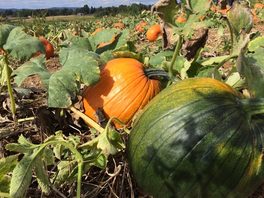 JUMBO’S PUMPKIN PATCH - Updated July 2024 - 51 Photos & 28 Reviews ...
