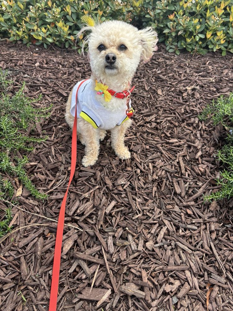 TAJ MAPAW DOG SPA - Updated December 2025 - 466 Photos & 203 Reviews ...