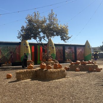 PIERCE PUMPKIN PATCH - Updated December 2025 - 13 Photos & 22 Reviews ...
