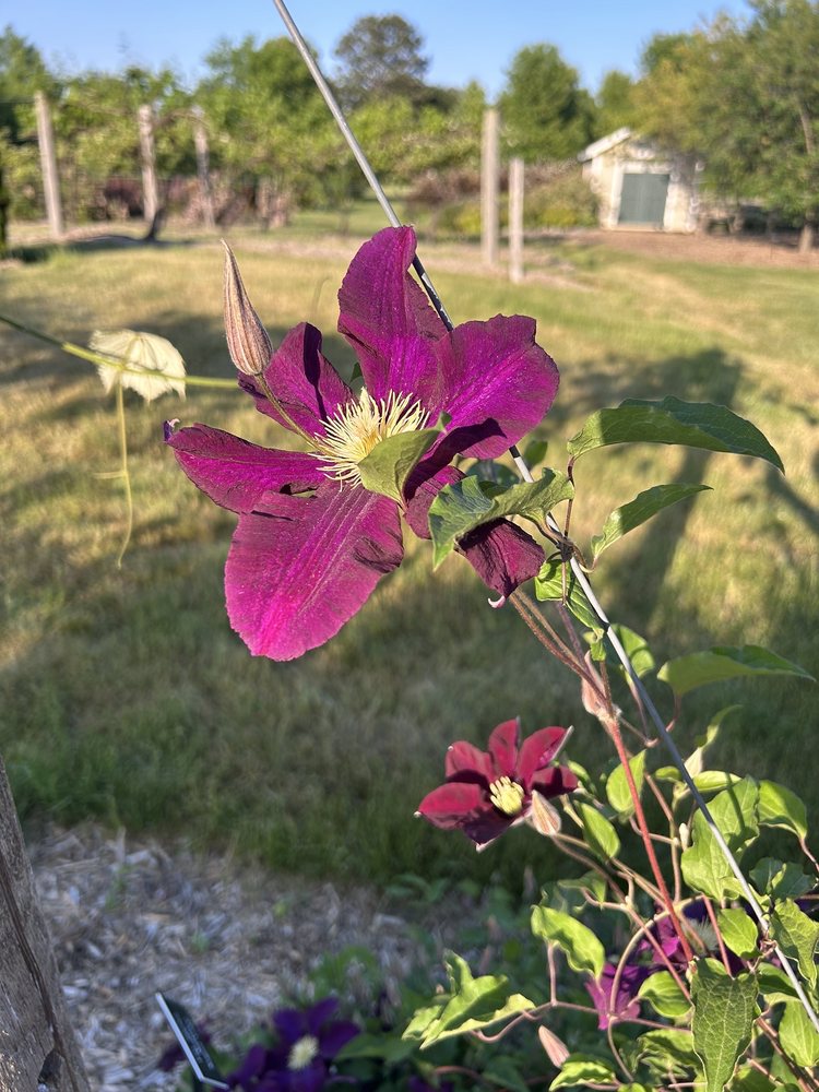 MICHIGAN STATE UNIVERSITY HORTICULTURE GARDENS - 58 Photos & 13 Reviews ...