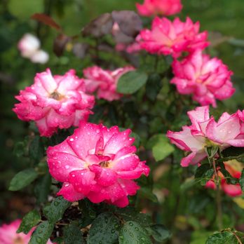 POINT DEFIANCE ROSE GARDEN - Updated May 2026 - 460 Photos & 30 Reviews ...