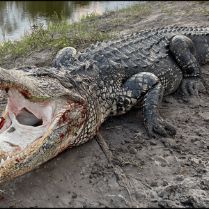 RAZZOR RANCH - Updated April 2025 - 41 Photos - 7019 Crooked Creek Ln ...