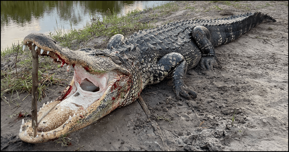 FLA GATOR HUNTS - Updated September 2025 - 32 Photos - 1280 SE Kitchen ...