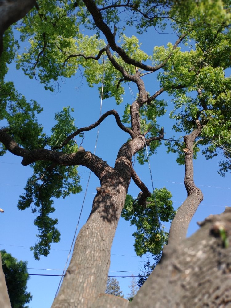 JOE’S TREE CARE - Updated December 2025 - Modesto, California - Tree ...