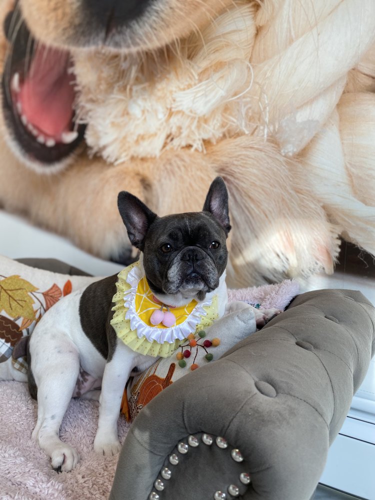 VIP PET GROOMING STUDIO - Updated December 2025 - 22 Photos & 27 ...