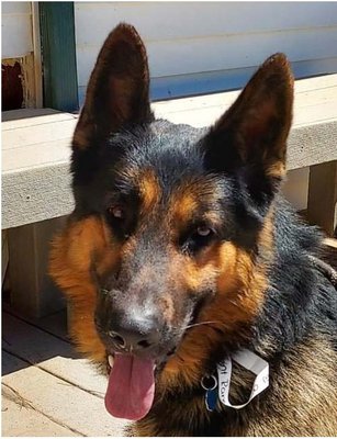 FRONT RANGE GERMAN SHEPHERD DOG RESCUE - Updated June 2024 - 11 Photos ...