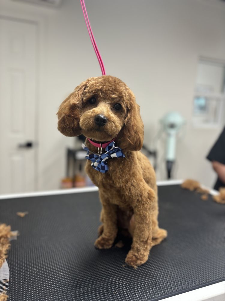 THE GRATEFUL DOG GROOMING SHOP - Updated December 2025 - 91 Photos & 14 ...