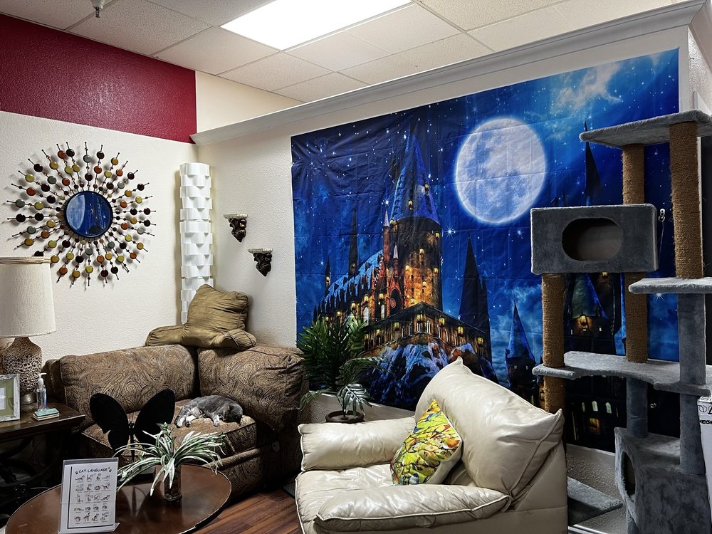 THE CAT CHILLIN ZONE - Updated December 2025 - 30 Photos & 17 Reviews ...